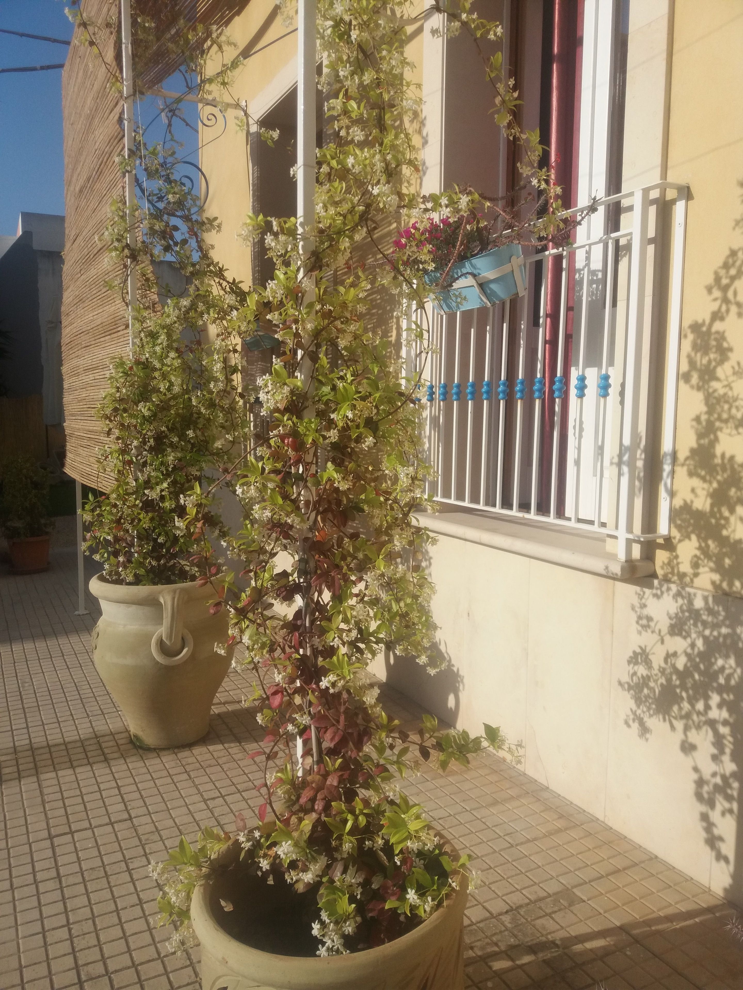 Uma planta em vaso com flores brancas em frente a um edifício com guarda-corrimão branco e uma janela.