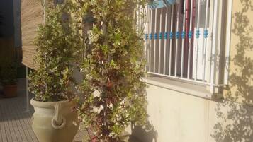 Uma planta em vaso com flores brancas em frente a um edifício com guarda-corrimão branco e uma janela.