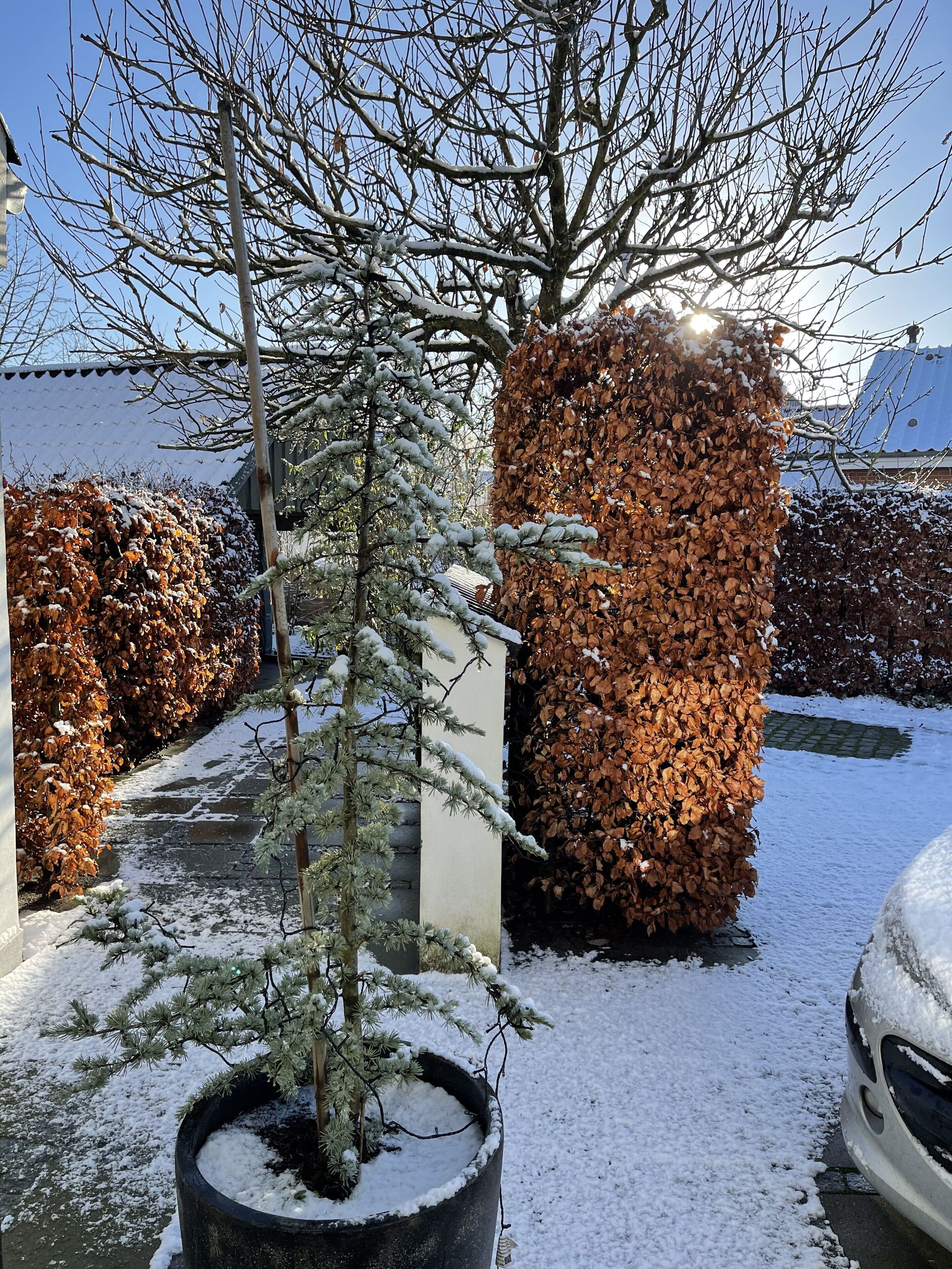 Área externa coberta de neve com uma árvore em vaso, um arbusto coberto de neve e um carro estacionado.