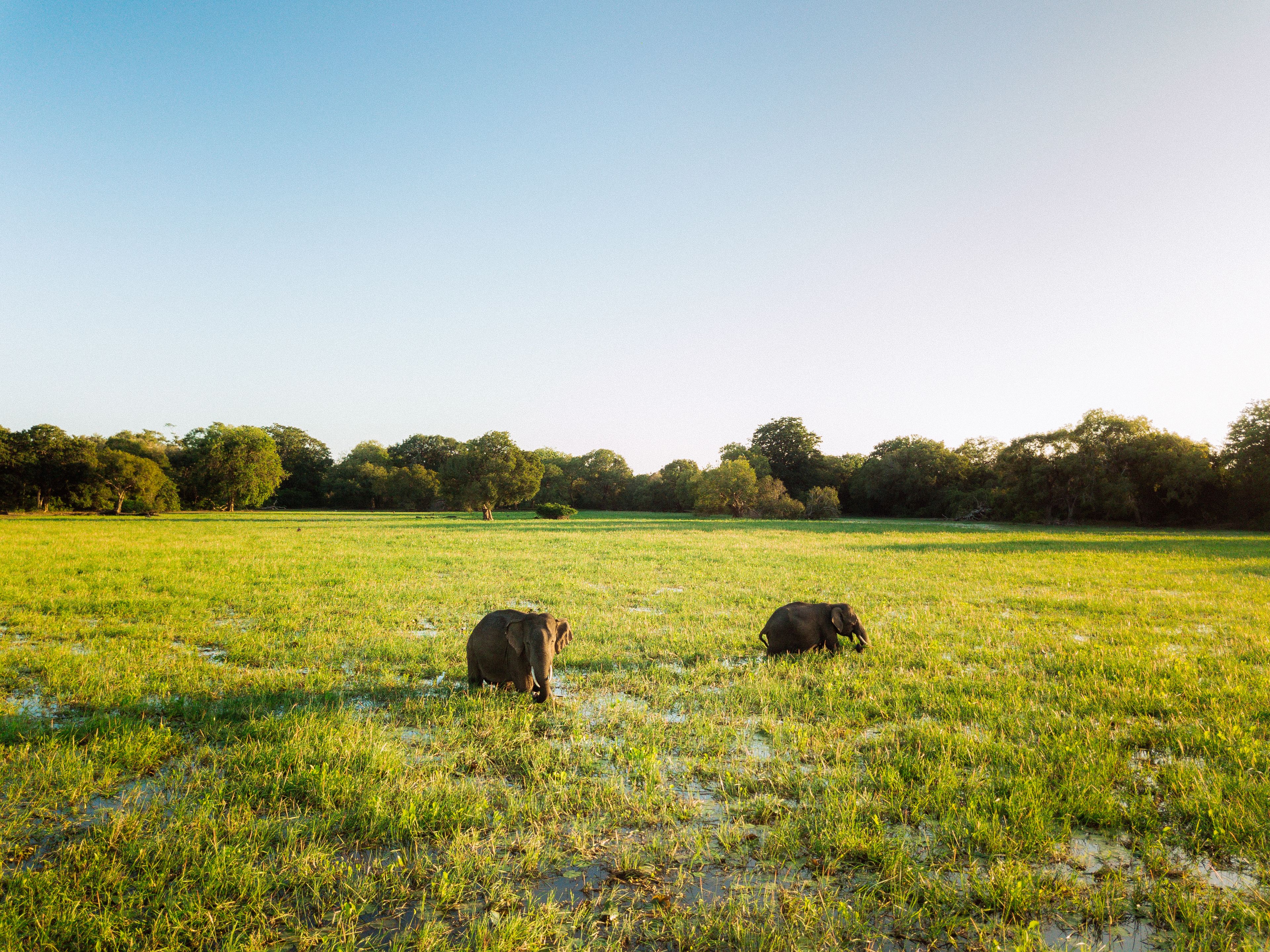 Um campo com dois elefantes e árvores ao fundo.