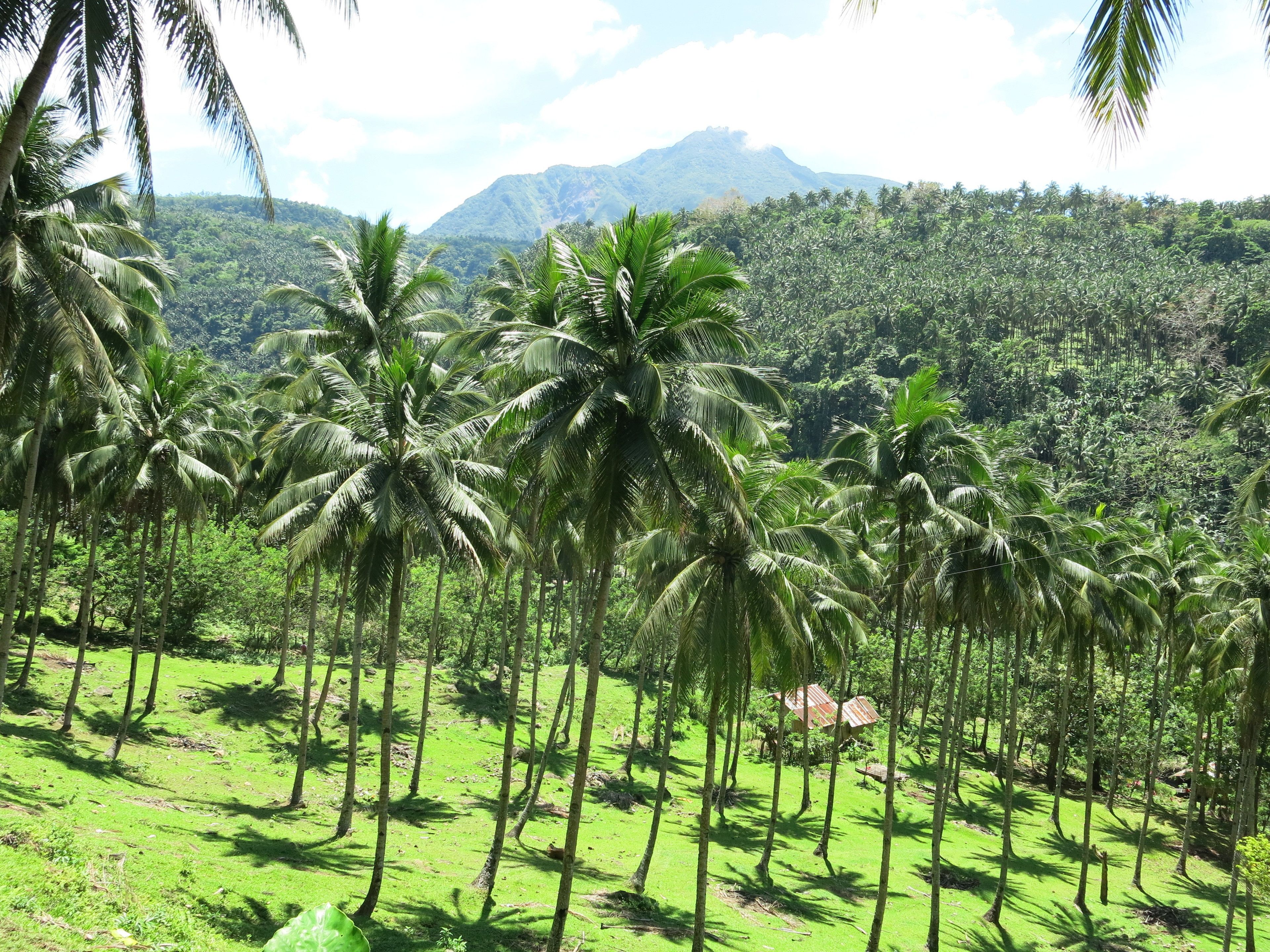 Paisagem exuberante com palmeiras e uma montanha ao fundo.