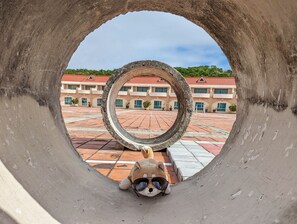 Comodidades para animais de estimação