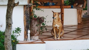 Um cão sentado em um pátio com piso de azulejos, uma parede branca e um banco de madeira ao fundo.