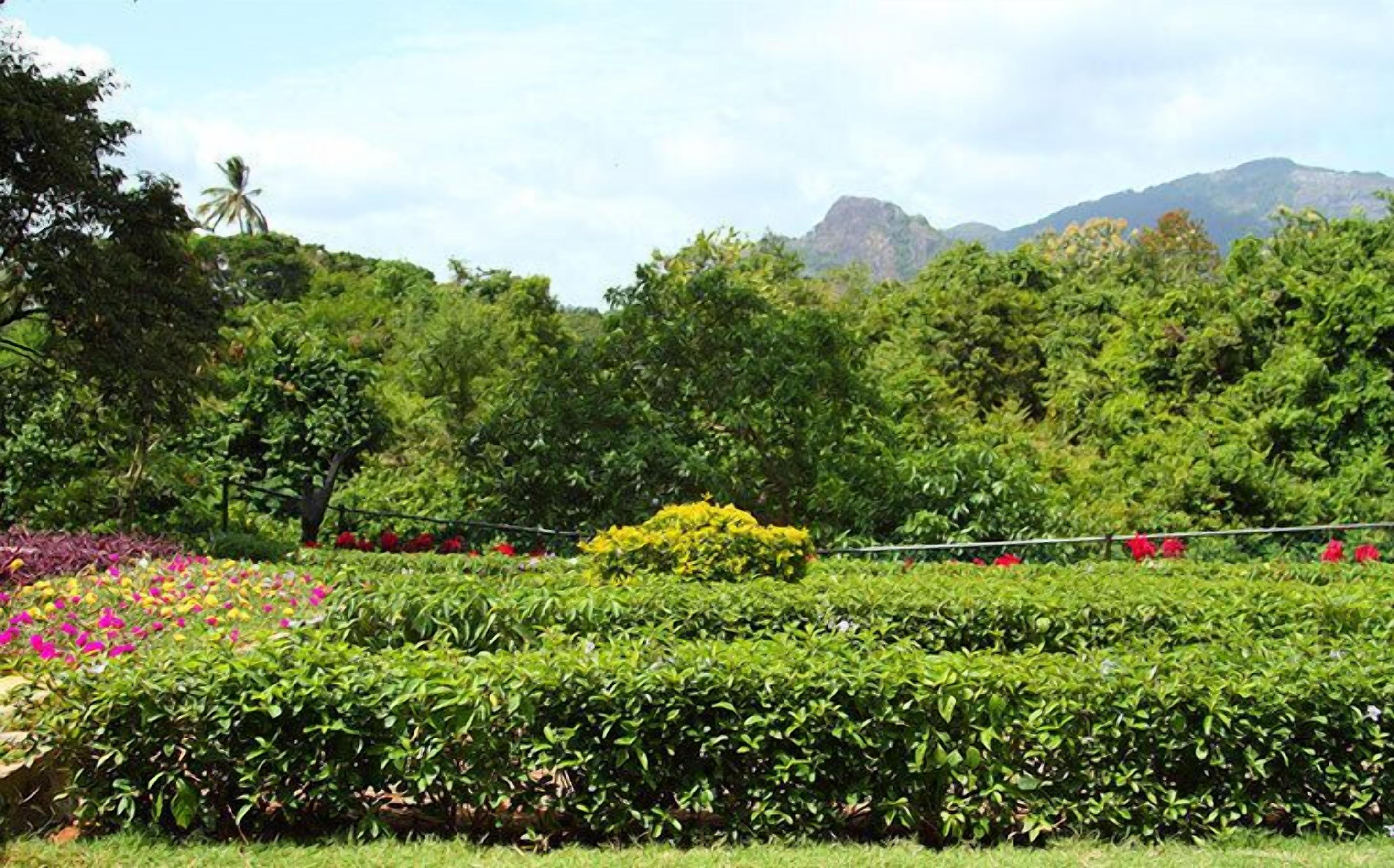 Um jardim exuberante com diversas plantas e flores, uma área gramada e montanhas ao fundo.