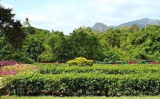 Um jardim exuberante com diversas plantas e flores, uma área gramada e montanhas ao fundo.