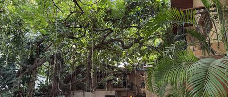 Pátio com escadaria que leva a um edifício, cercado por vegetação exuberante e árvores.