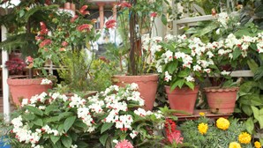 Diversas plantas e flores em vasos num jardim.