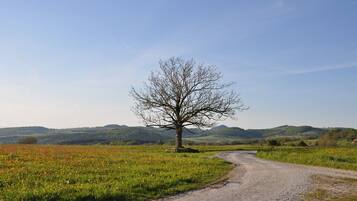 Paisagem rural com uma estrada de terra, uma árvore sem folhas e colinas suaves ao fundo.