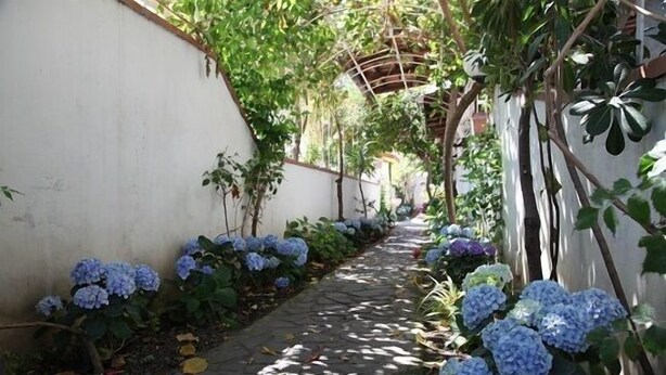Um caminho de pedra estreito, ladeado por vegetação exuberante e plantas de hortênsia.
