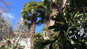Pátio com palmeiras e plantas diversas, um edifício com fachada branca e um céu azul límpido.
