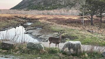 Um veado parado perto de um riacho pedregoso em uma paisagem natural, com uma montanha ao fundo.