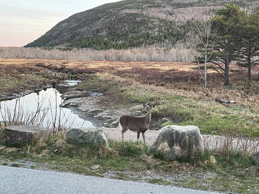 Um veado parado perto de um riacho pedregoso em uma paisagem natural, com uma montanha ao fundo.