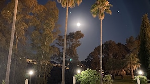 Área de piscina à noite, com palmeiras, espreguiçadeiras e vista clara do céu.