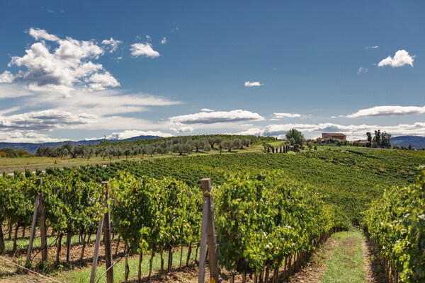 Pecora Vecchia - Collemassari Hospitality - Toscane