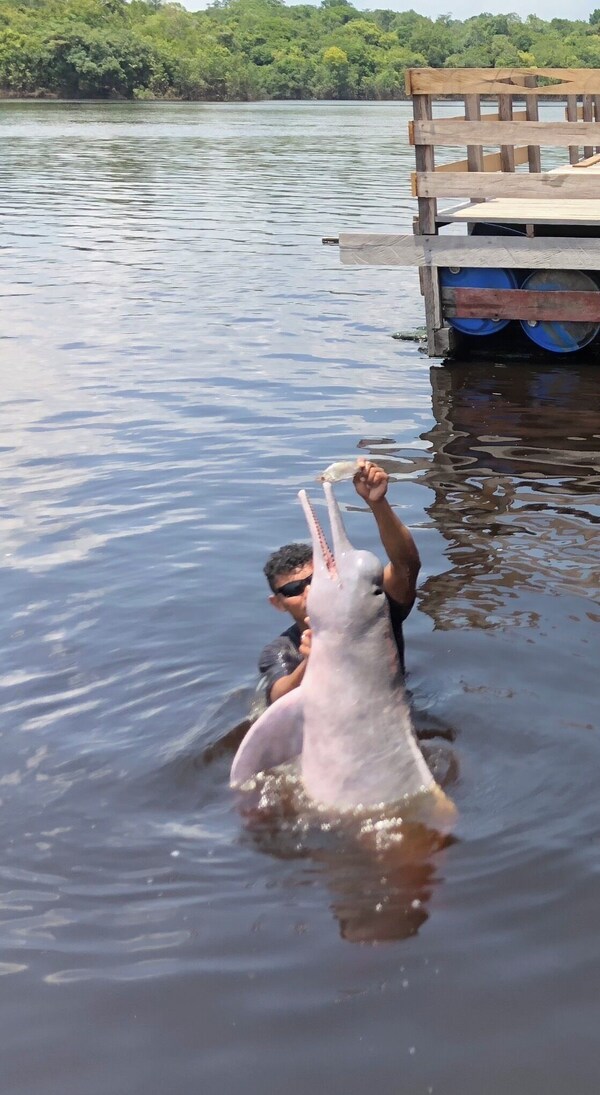 Curupira Amazon Lodge - Private Jungle Tour, River Tour Or Great Adventure Tour Included Only In Deluxe Rooms - State of Amazonas