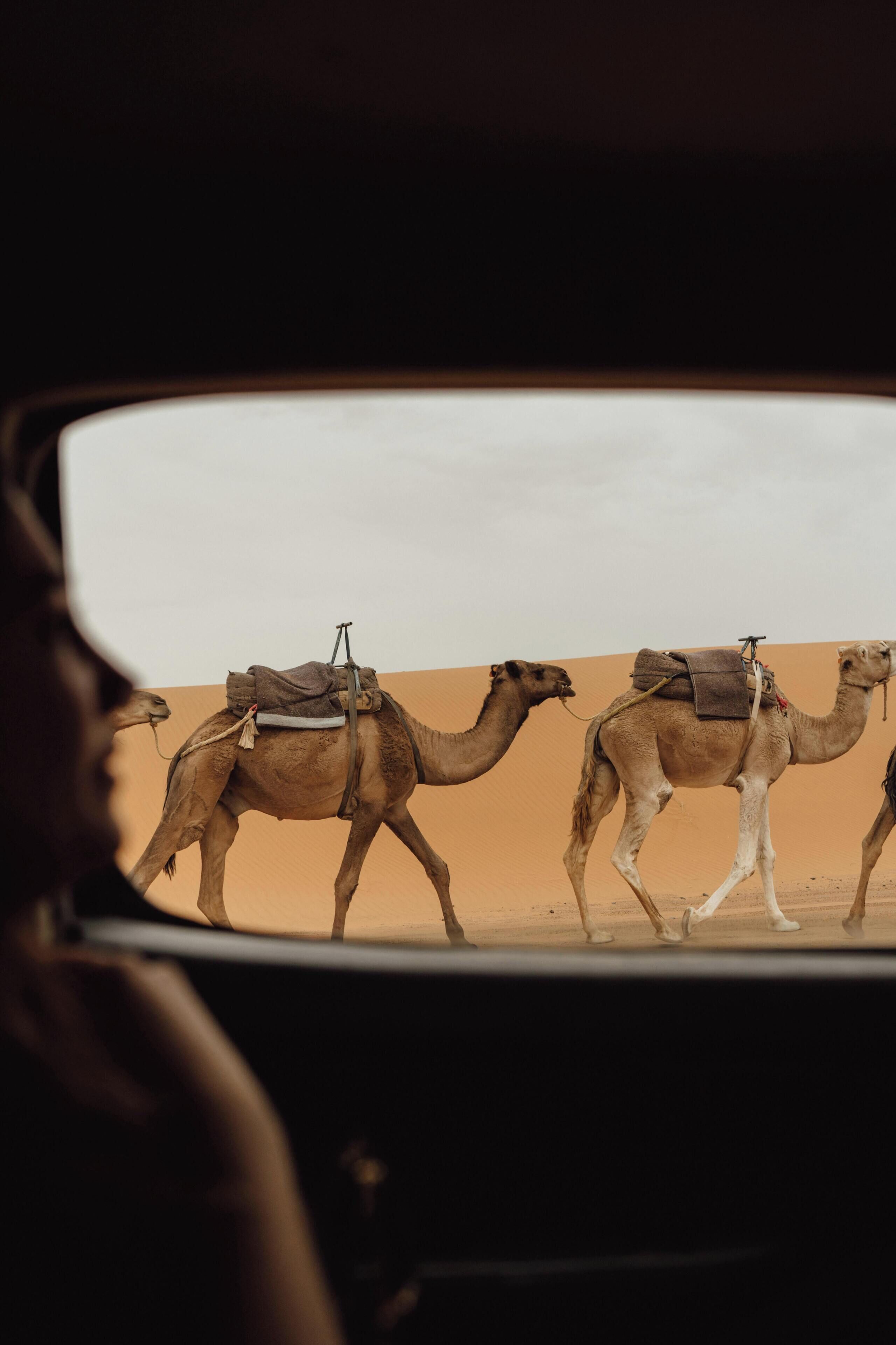 Paisagem desértica com camelos e um veículo.