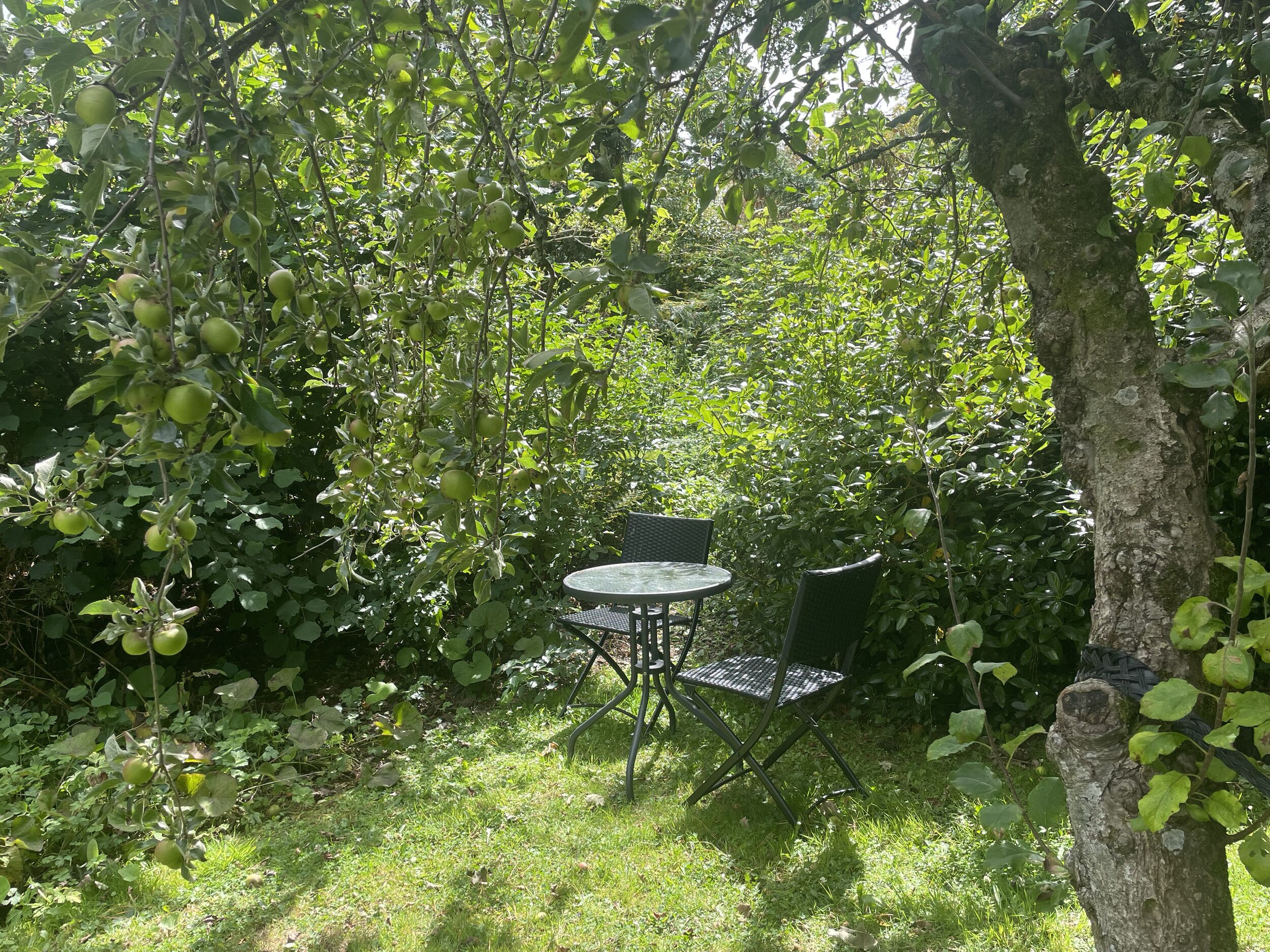 Um jardim com mesa e cadeiras, cercado por árvores e vegetação.