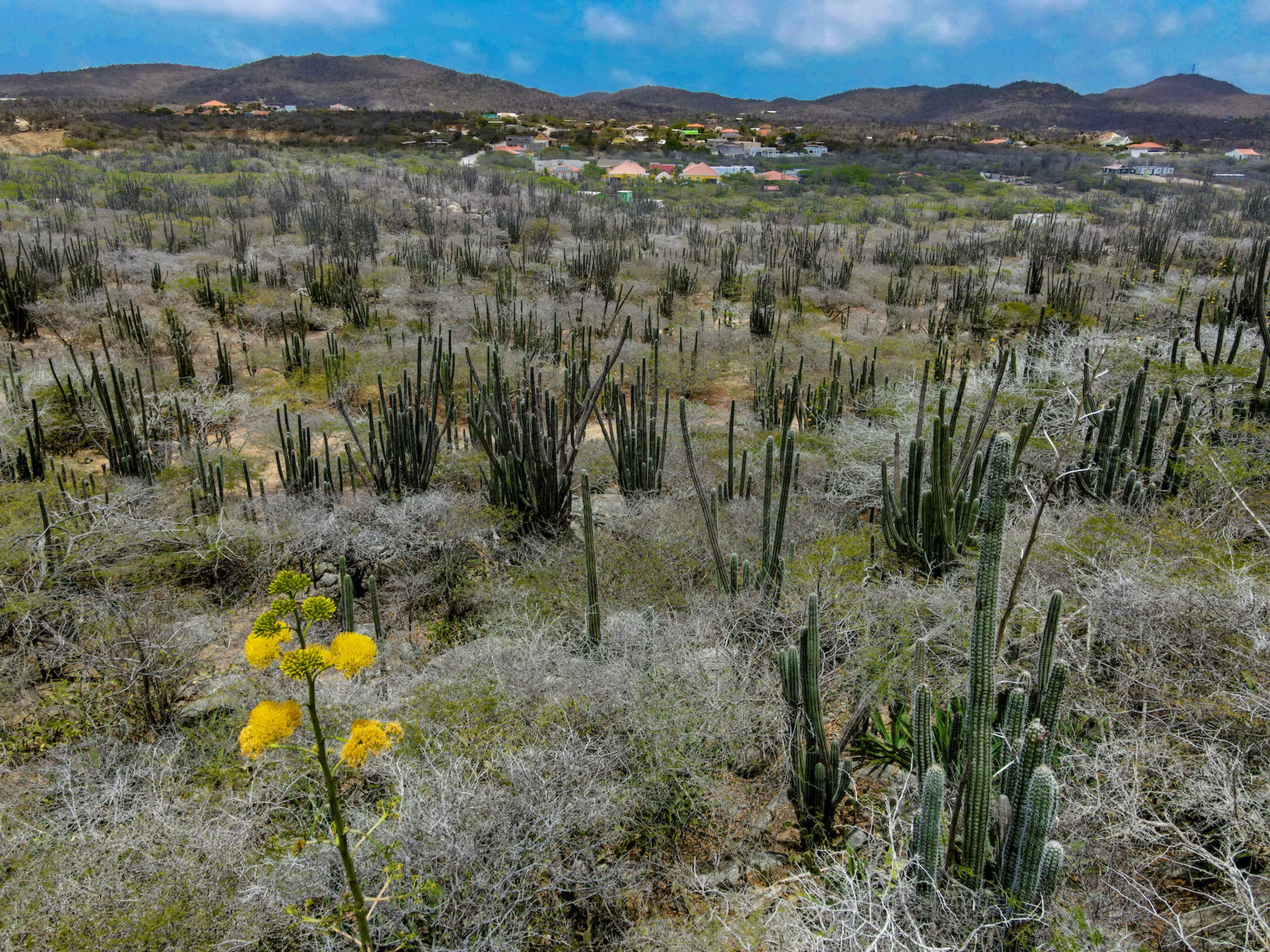 Paisagem desértica com vegetação escassa e um povoado distante.