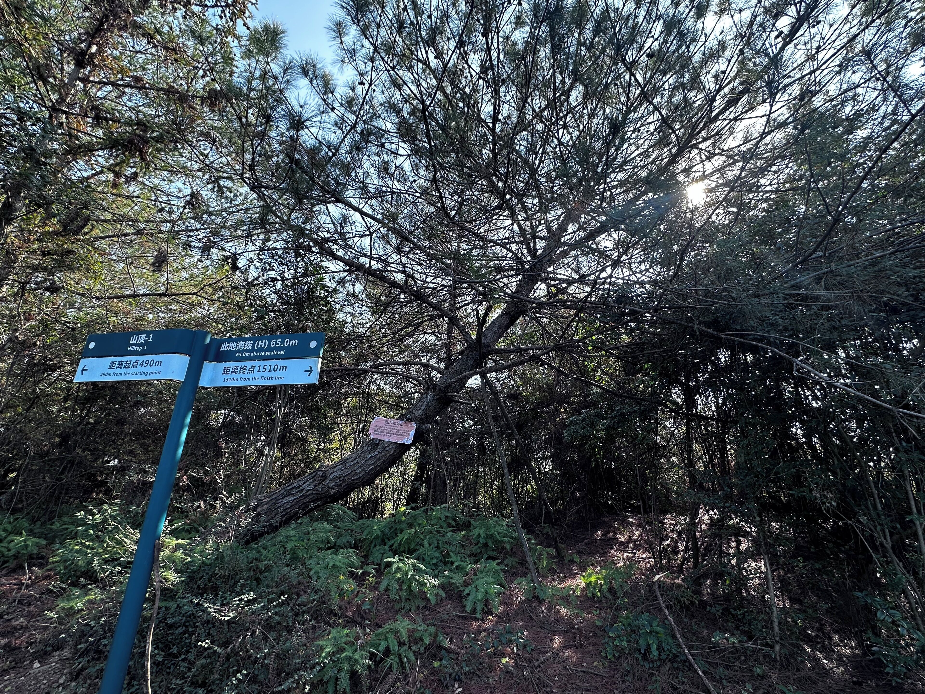 Um sinal de direção numa área arborizada, rodeada por árvores e samambaias.
