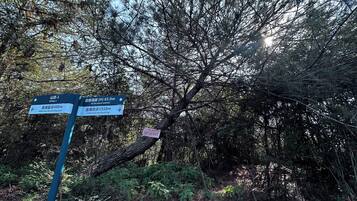 Um sinal de direção numa área arborizada, rodeada por árvores e samambaias.