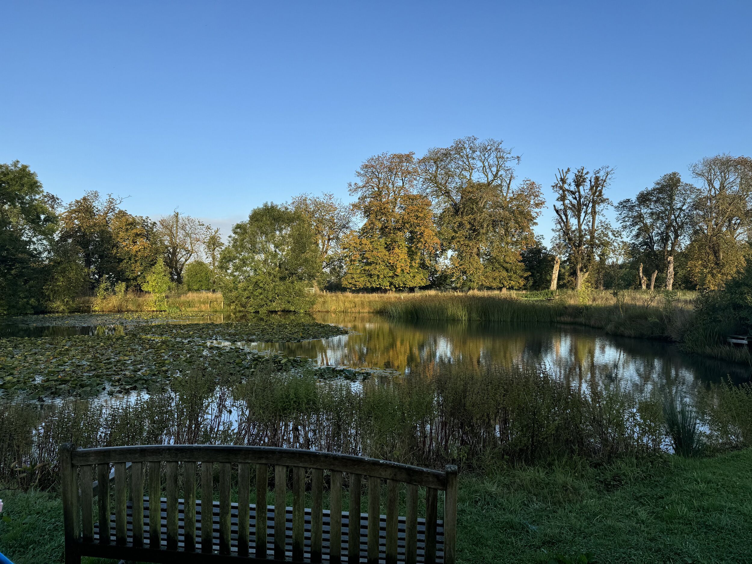 Um banco em um parque com lago e árvores.