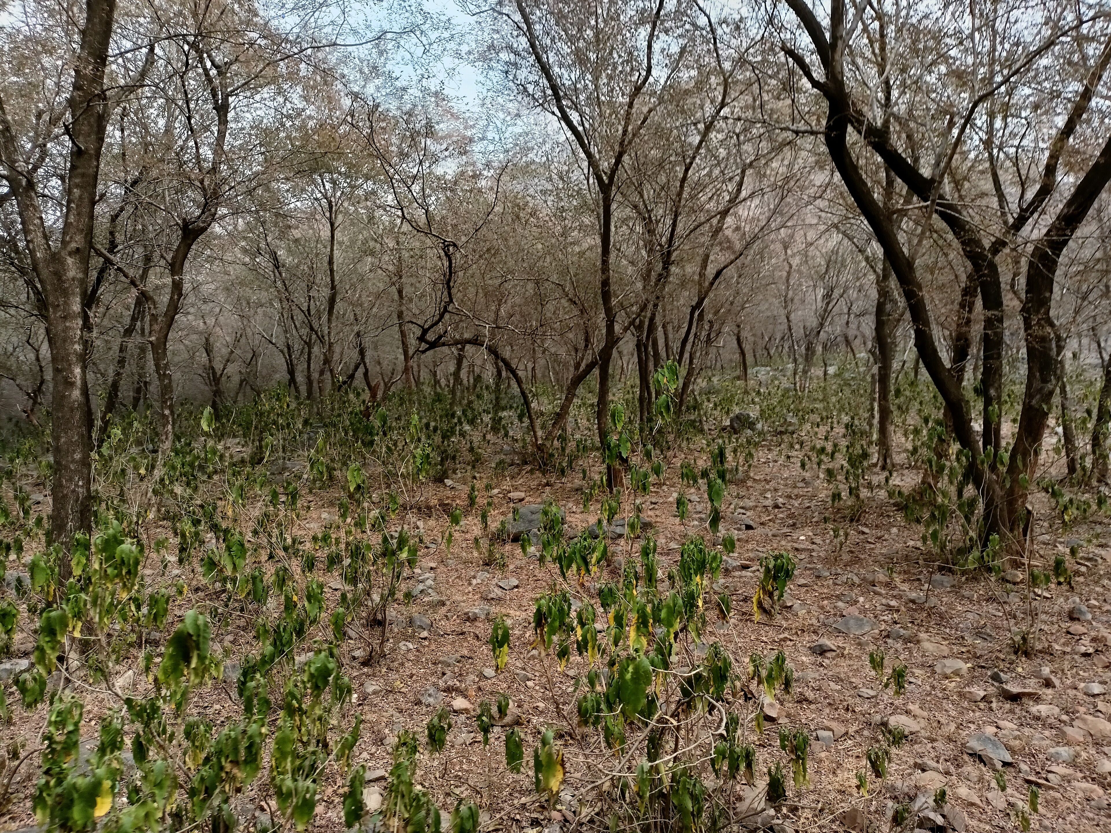 Uma área arborizada com vegetação escassa e solo rochoso.