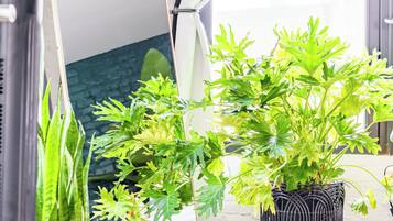 Quarto com um espelho grande, uma planta em vaso sobre um pedestal e uma janela com cortinas.