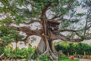 Uma árvore grande com uma estrutura de madeira construída em seus galhos.