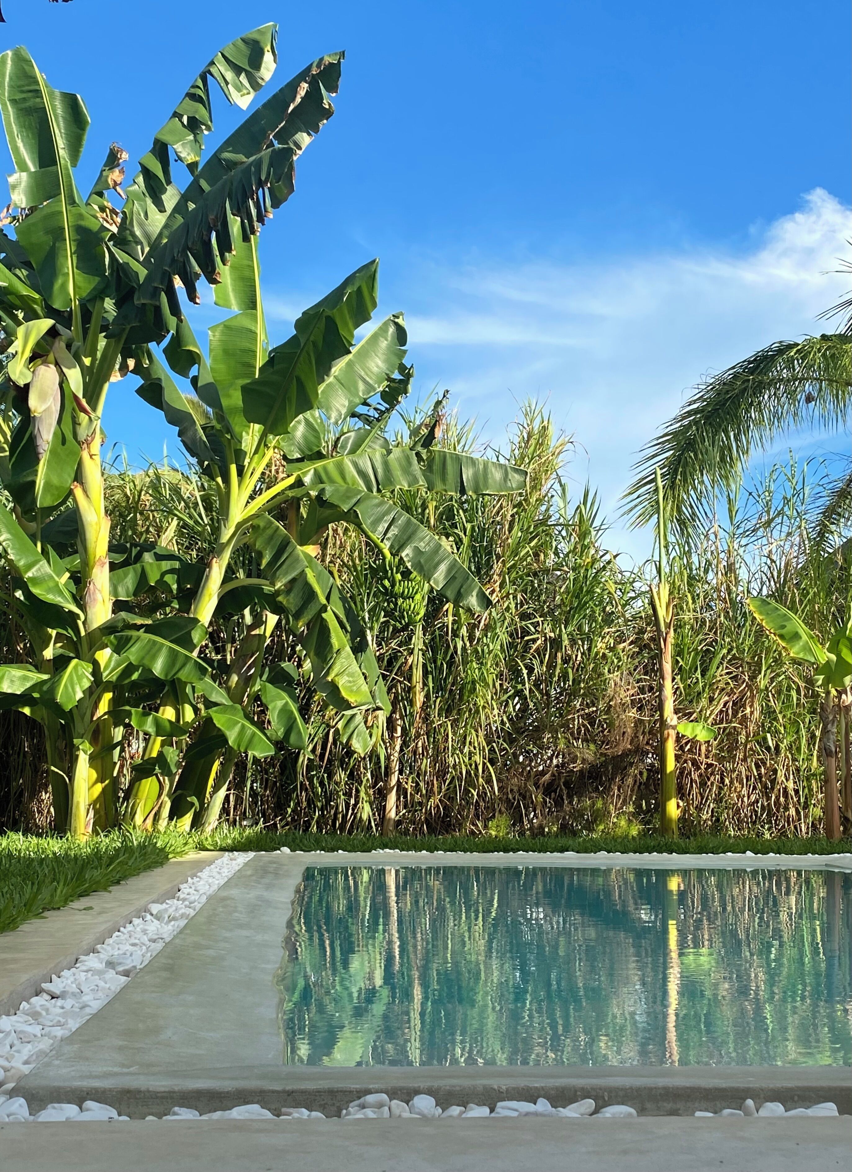 Uma piscina com borda de concreto e pedras brancas, cercada por bananeiras e outra vegetação tropical.