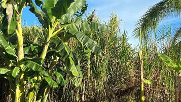 Uma piscina com borda de concreto e pedras brancas, cercada por bananeiras e outra vegetação tropical.