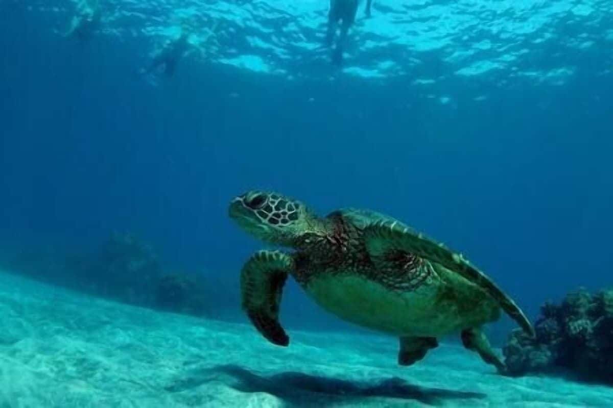 Uma tartaruga marinha nadando debaixo d'água.