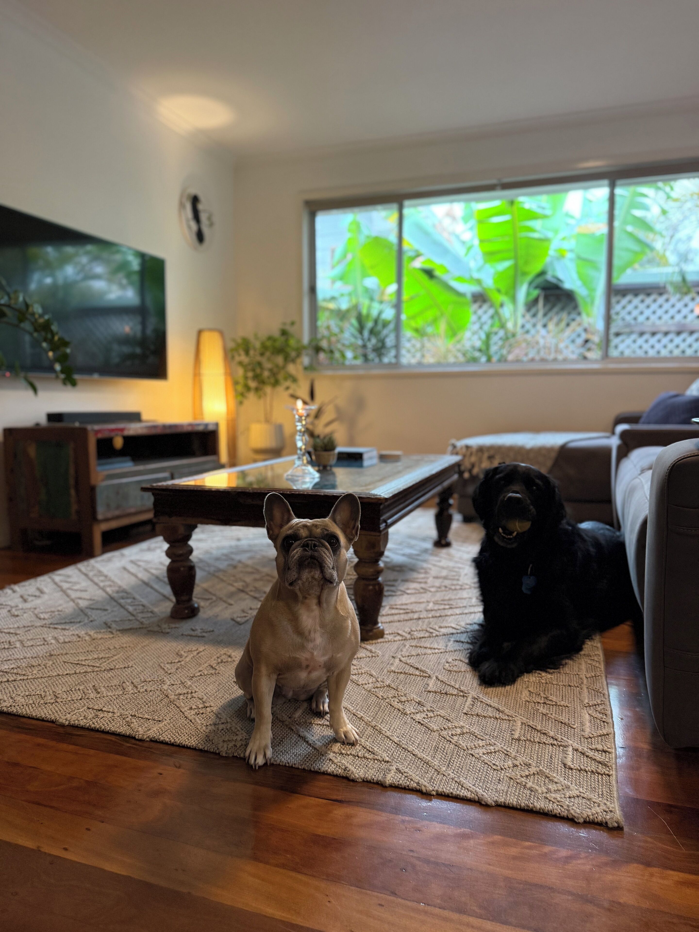 Boongala - Central 3br Pet Friendly Family Home - Maroochydore