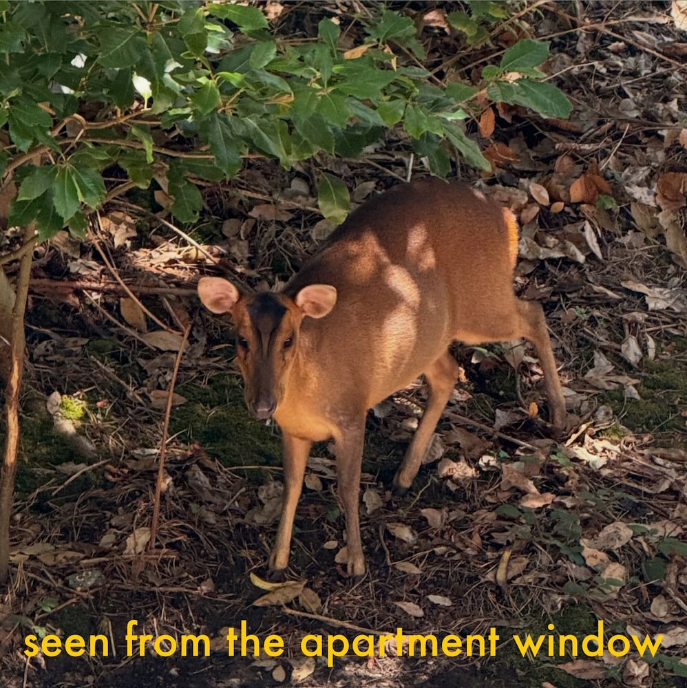 Cromer Getaway - Cromer