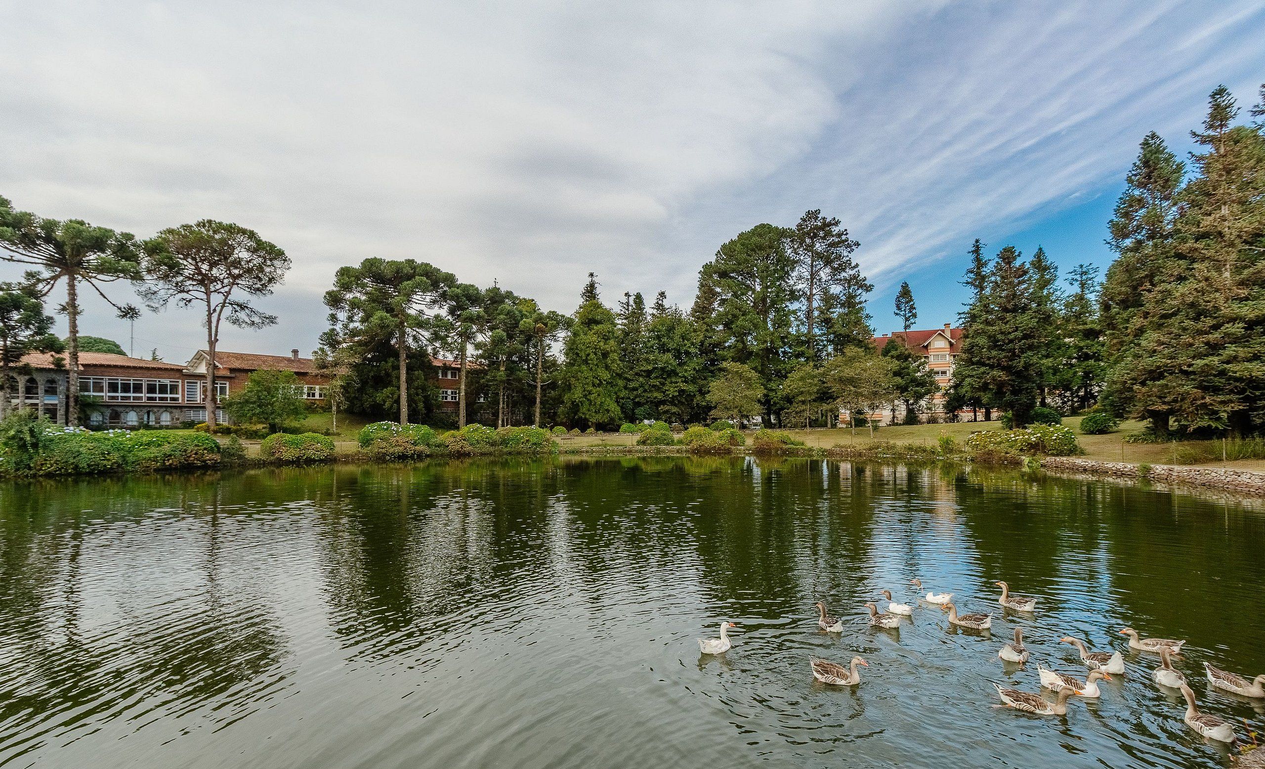 Um lago tranquilo com patos nadando, cercado por vegetação exuberante e edifícios ao fundo.