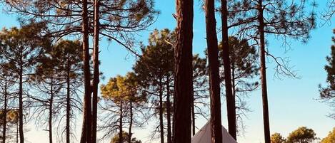 Campamento en el Bosque | Calentón + Fogata | 10 Personas