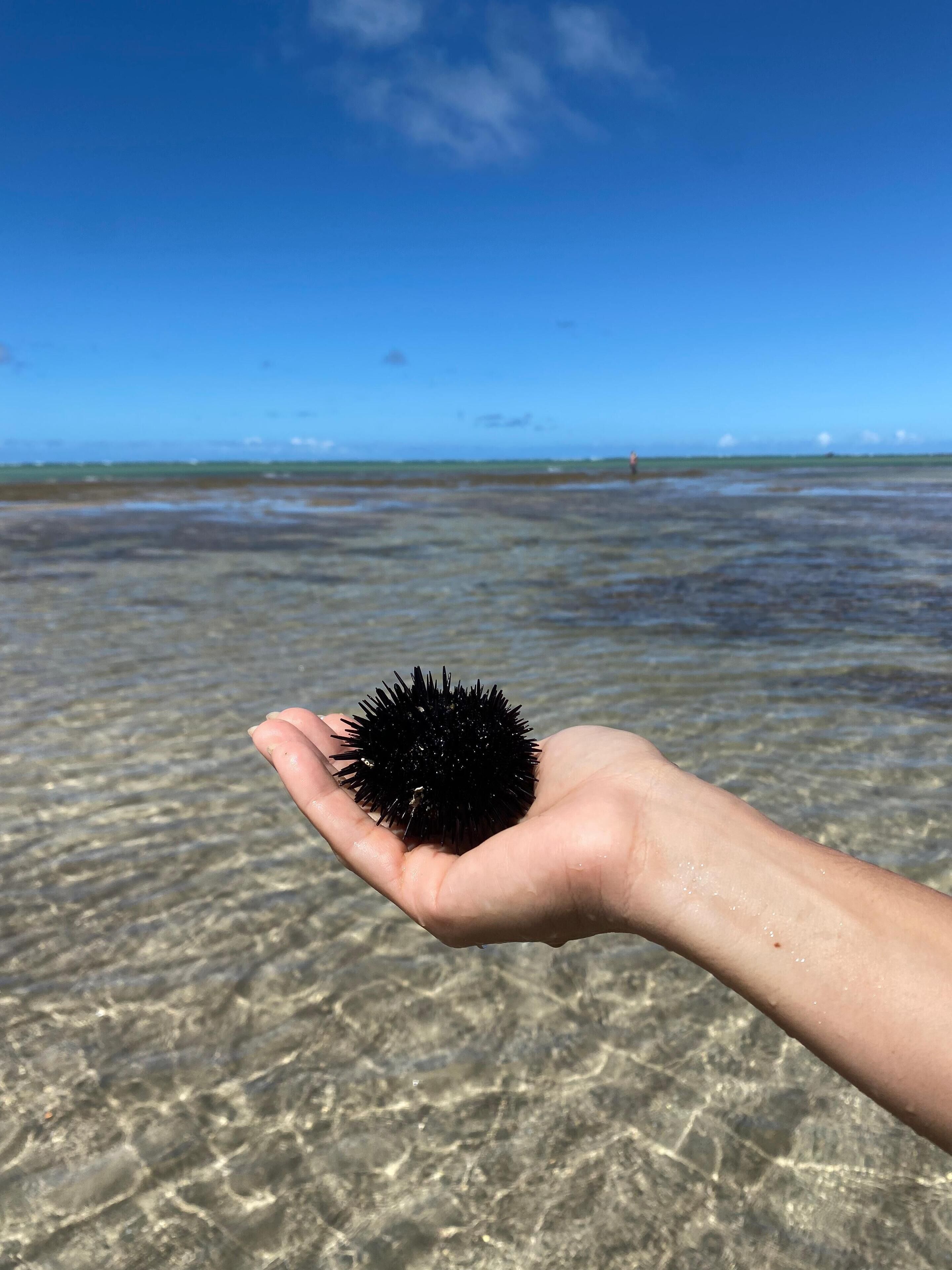 Na praia, praia de areia branca, espreguiçadeiras, guarda-sóis de praia 
