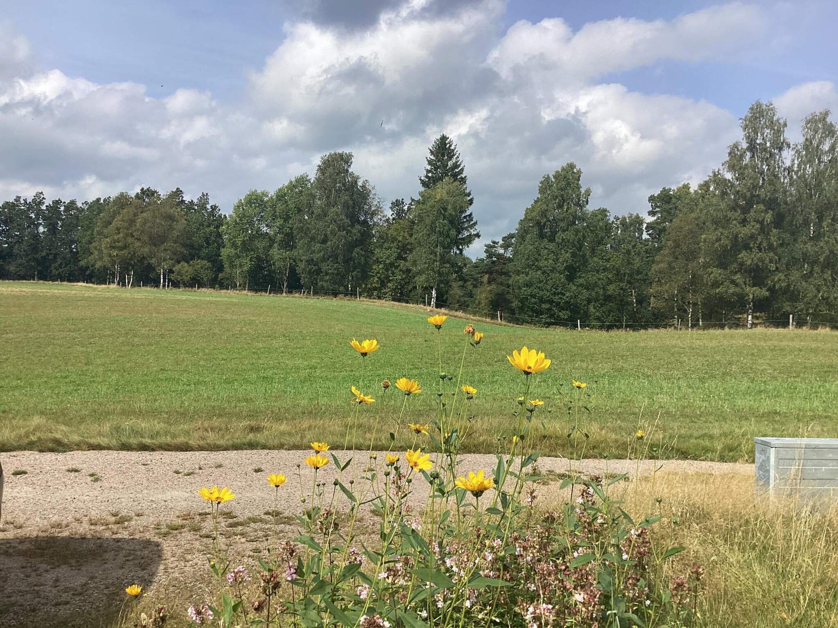 Um campo gramado com flores amarelas e árvores ao fundo.