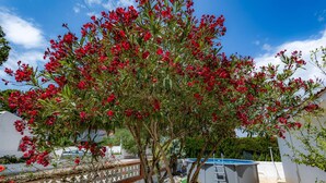 Uma árvore com flores vermelhas num pátio com piscina e um edifício branco com parede estampada.