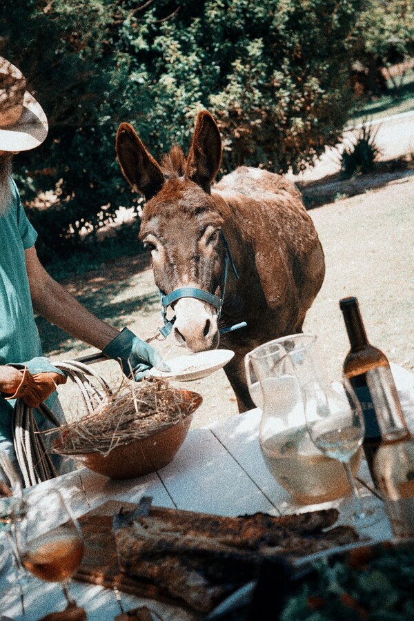Cabra - Porto Covo - Porto Covo