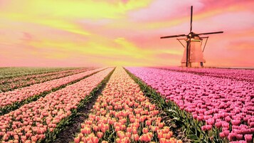 Estúdio, vários quartos, acessível, para fumantes | Diversos