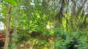 Uma trilha pavimentada leva a um edifício com porta verde, cercado por vegetação exuberante e árvores.