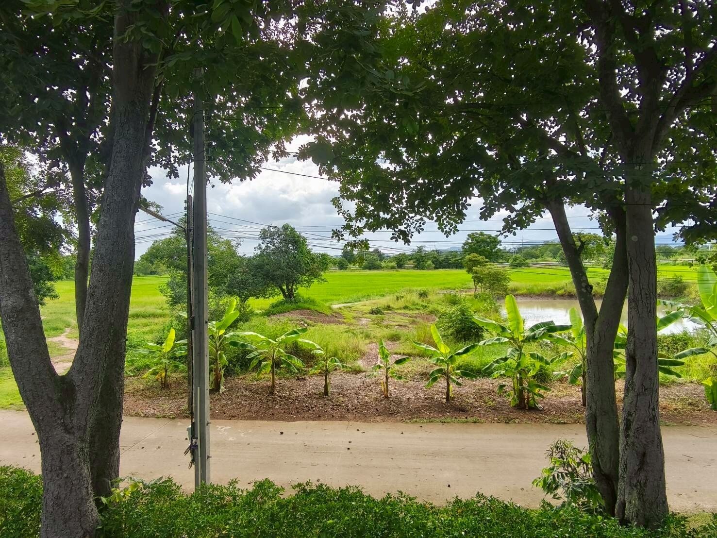 Paisagem rural com estrada de terra, árvores e campos.