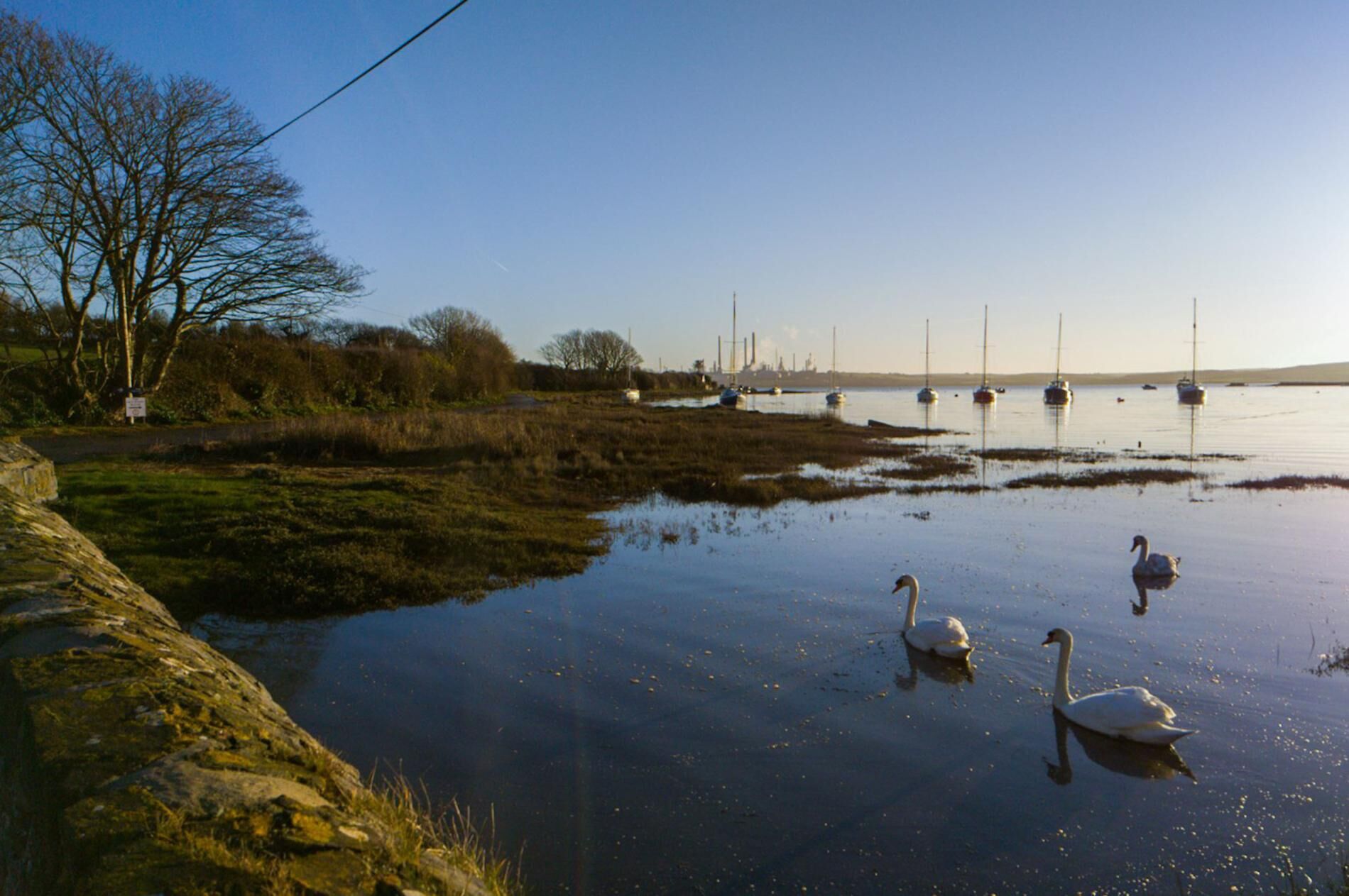 Um corpo d'água calma, com cisnes e barcos, rodeado por áreas gramadas e árvores.