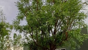 Uma casa moderna com um gramado bem cuidado e uma árvore no jardim da frente.