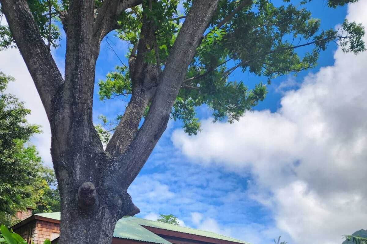 Vista para o jardim
