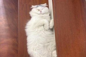 Comodidades da propriedade