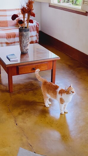 Suite Comfort | Wi-fi grátis 