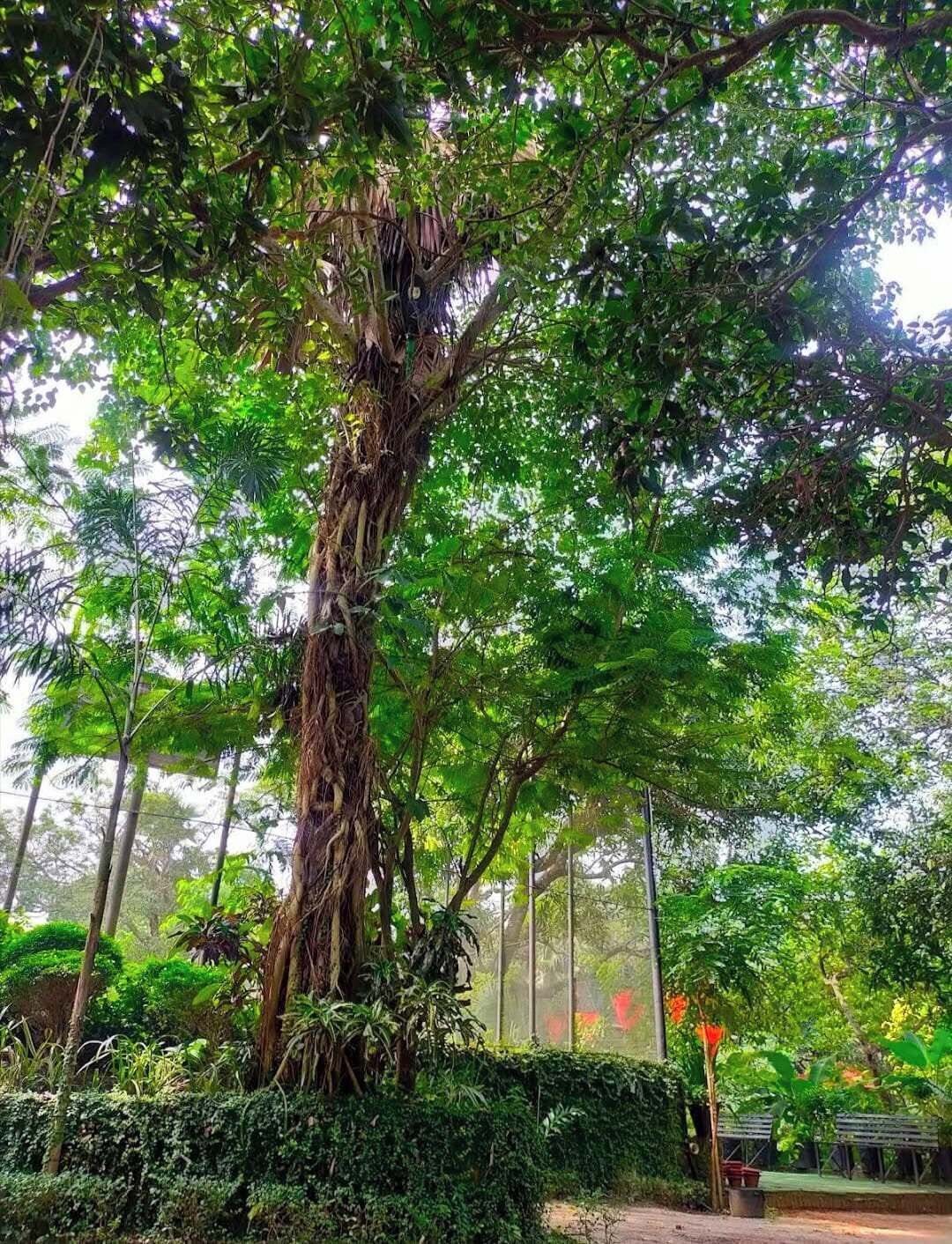 Uma grande árvore com raízes grossas e folhagem densa em um jardim exuberante.
