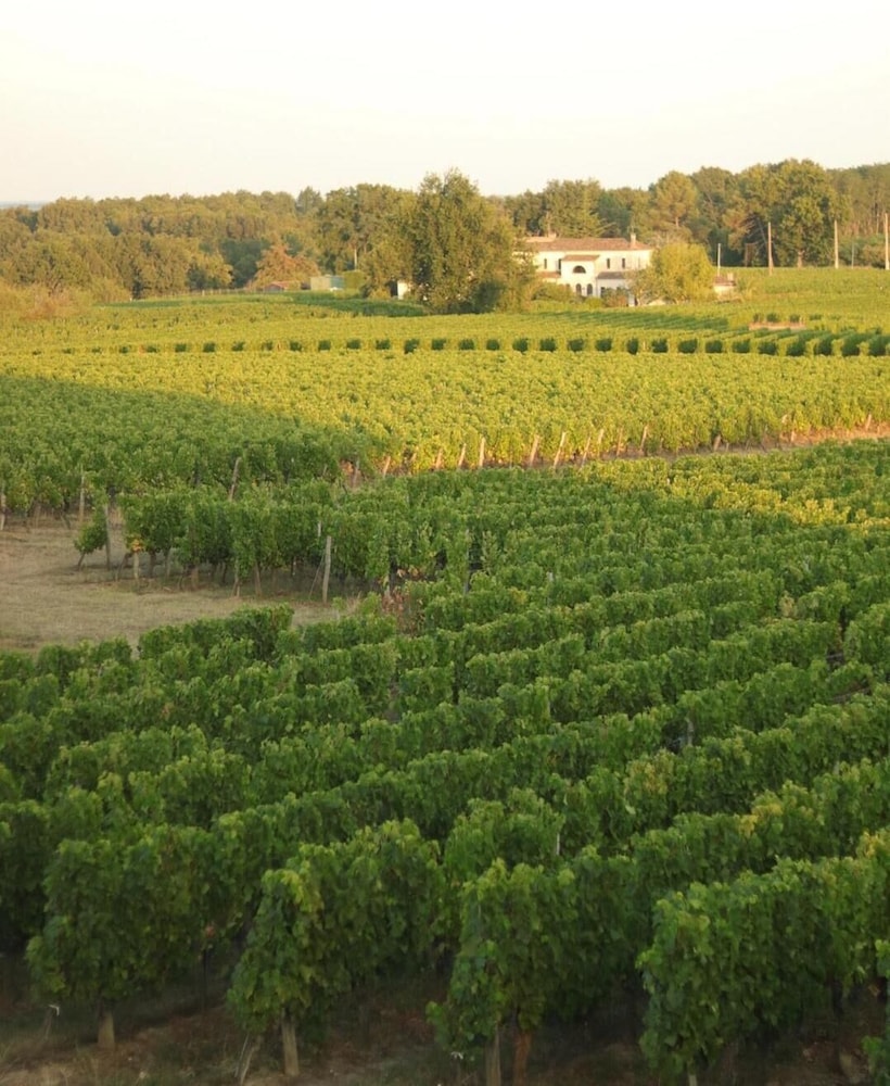 Le Coteau Des Sens - Castillon-la-Bataille