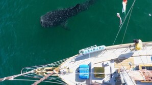 Um barco com uma pessoa no convés e um grande animal marinho na água.